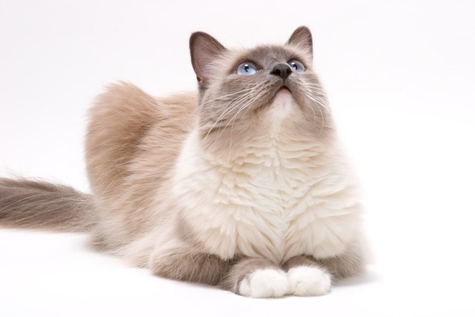 Pattern Rarity - Rarity Ragdolls