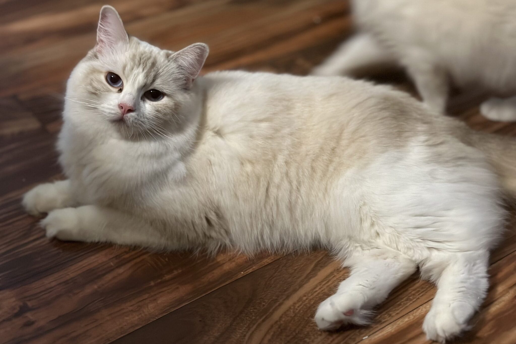 Color Rarity - Rarity Ragdolls