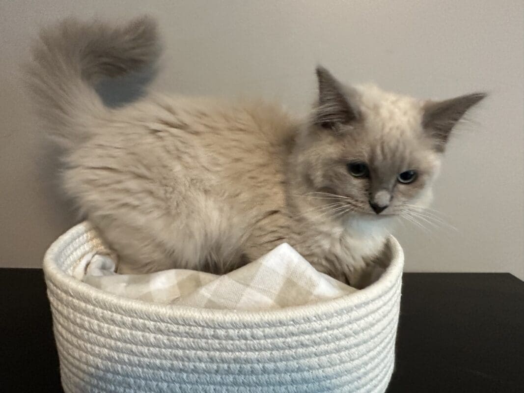 Cherubim Ragdoll Cats (Formerly Mink): Complete Guide - Rarity Ragdolls