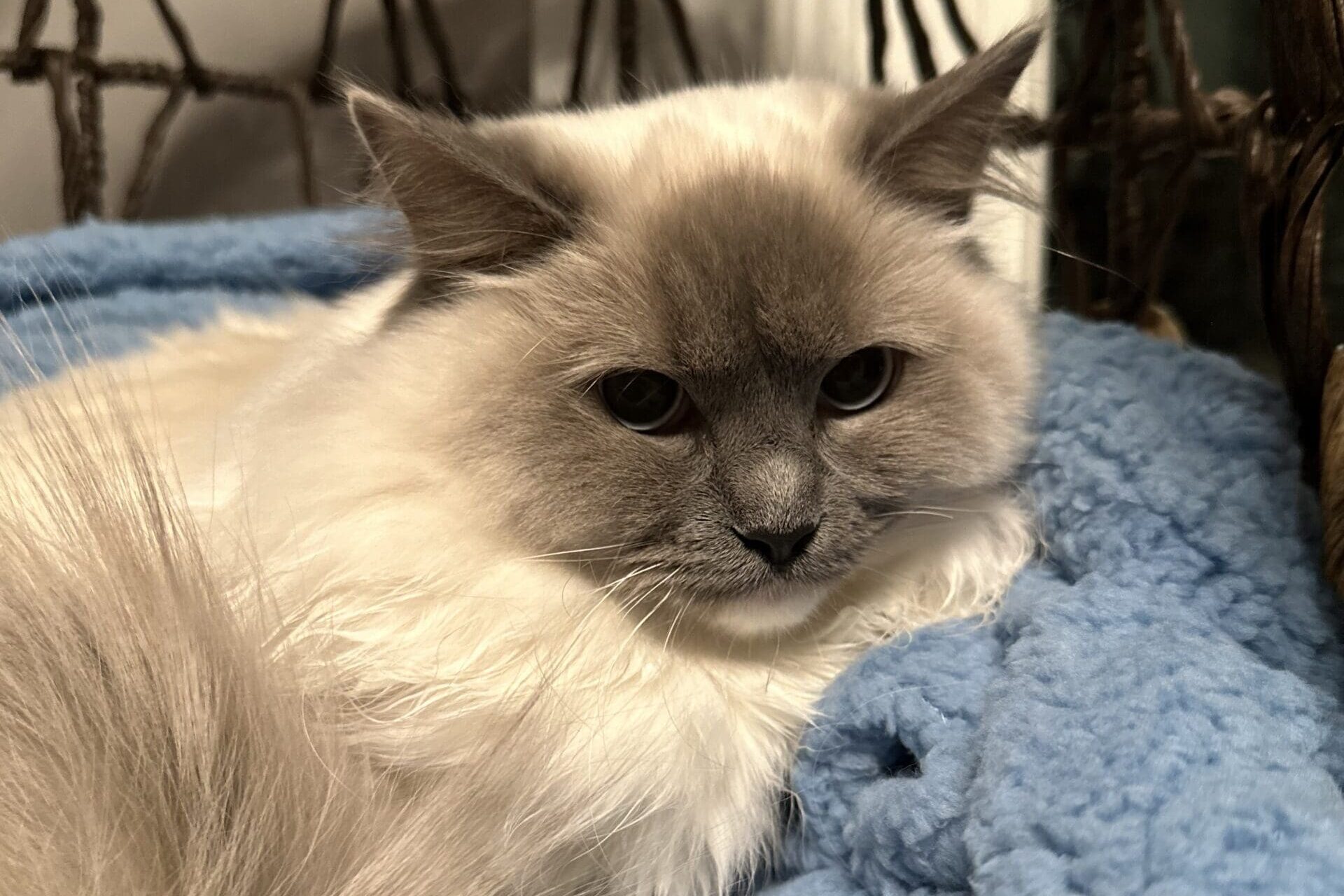 Color Rarity - Rarity Ragdolls