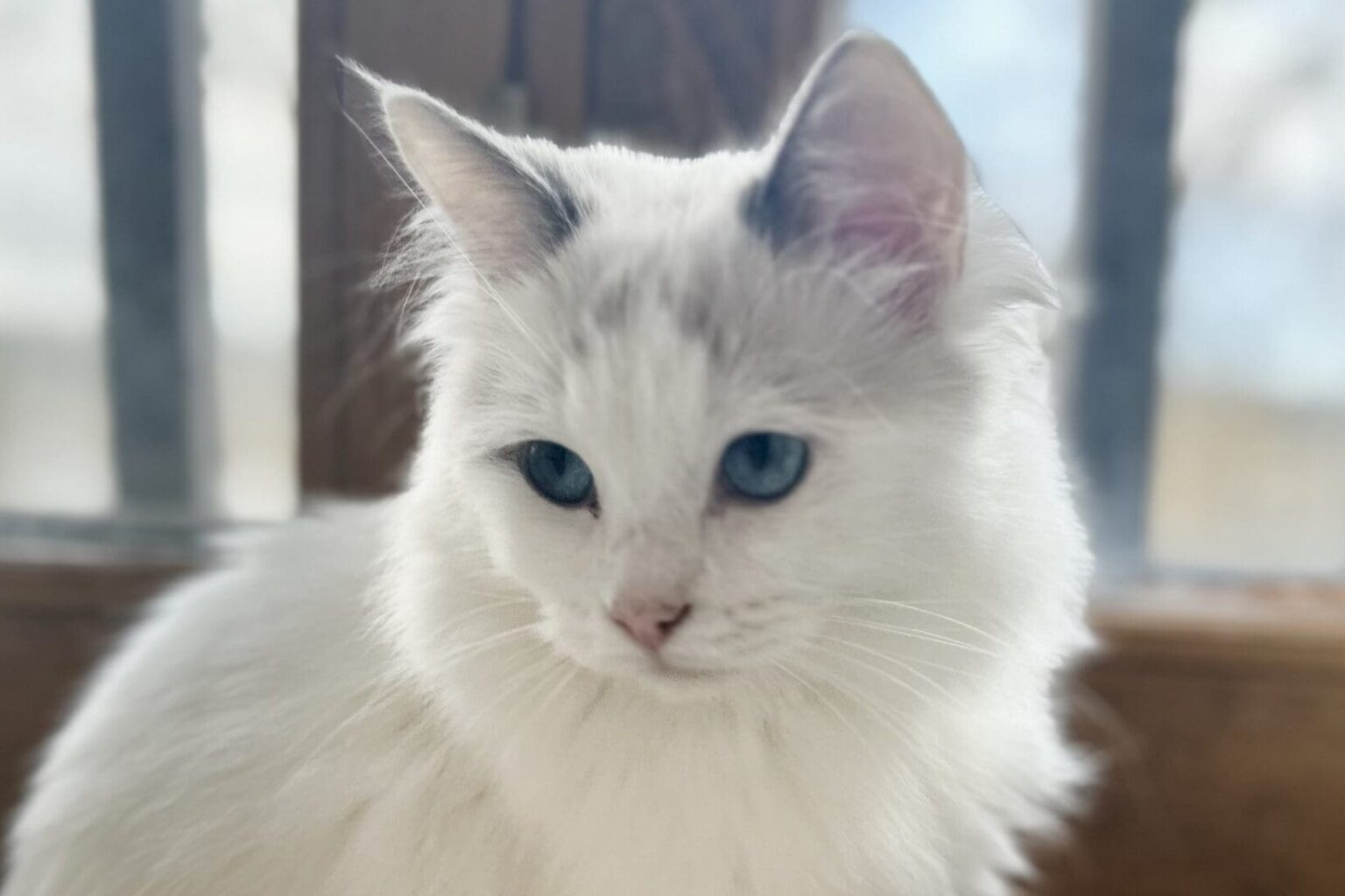 Color Rarity - Rarity Ragdolls