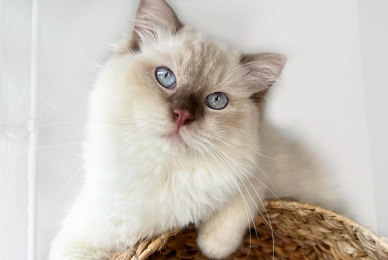 Color Rarity - Rarity Ragdolls