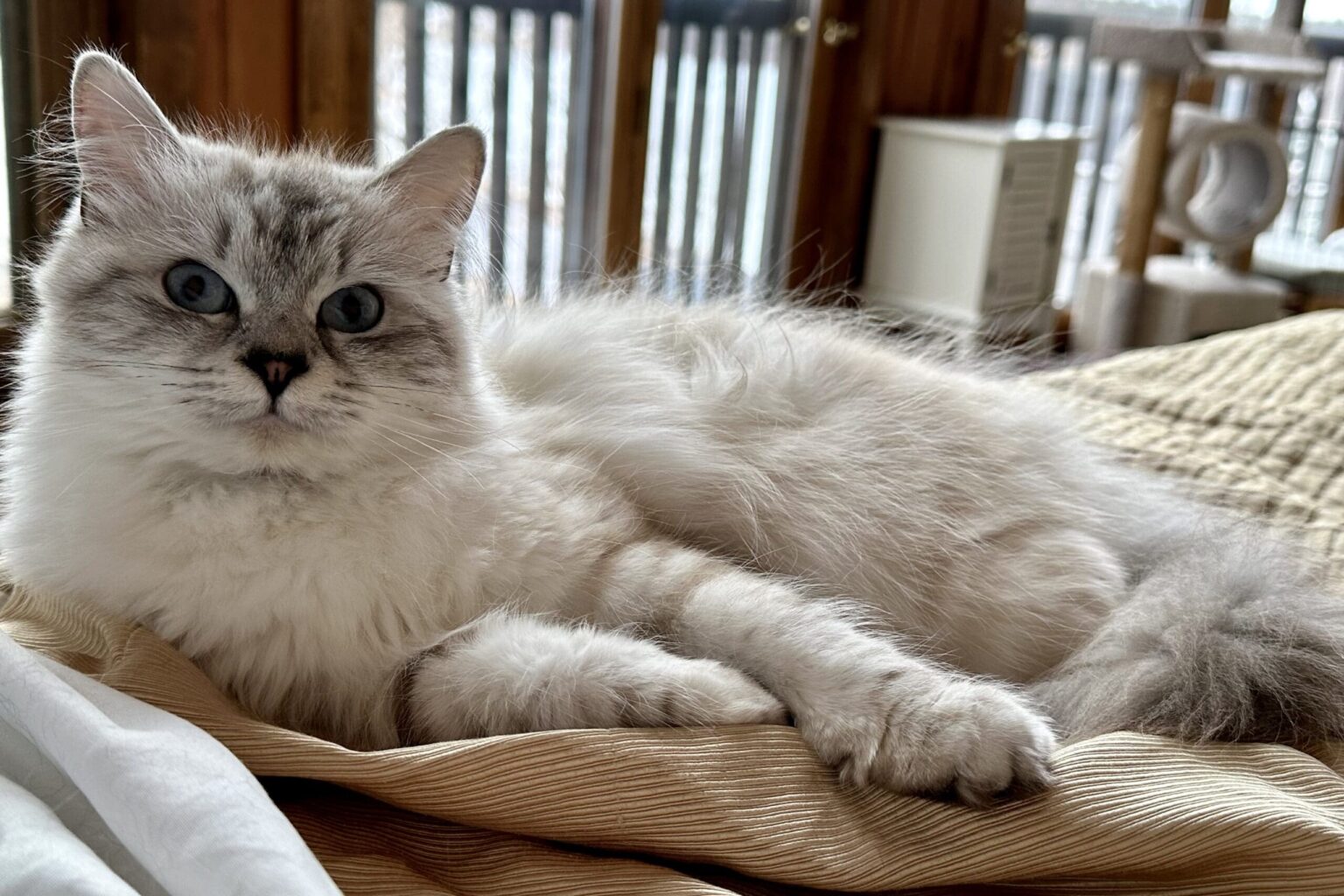 Pattern Rarity - Rarity Ragdolls