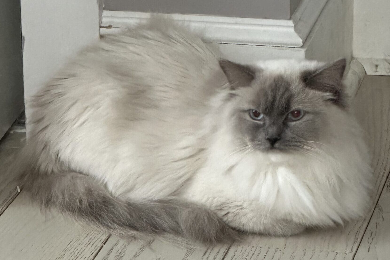 Color Rarity - Rarity Ragdolls