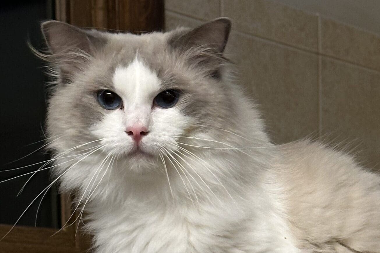 Pattern Rarity - Rarity Ragdolls