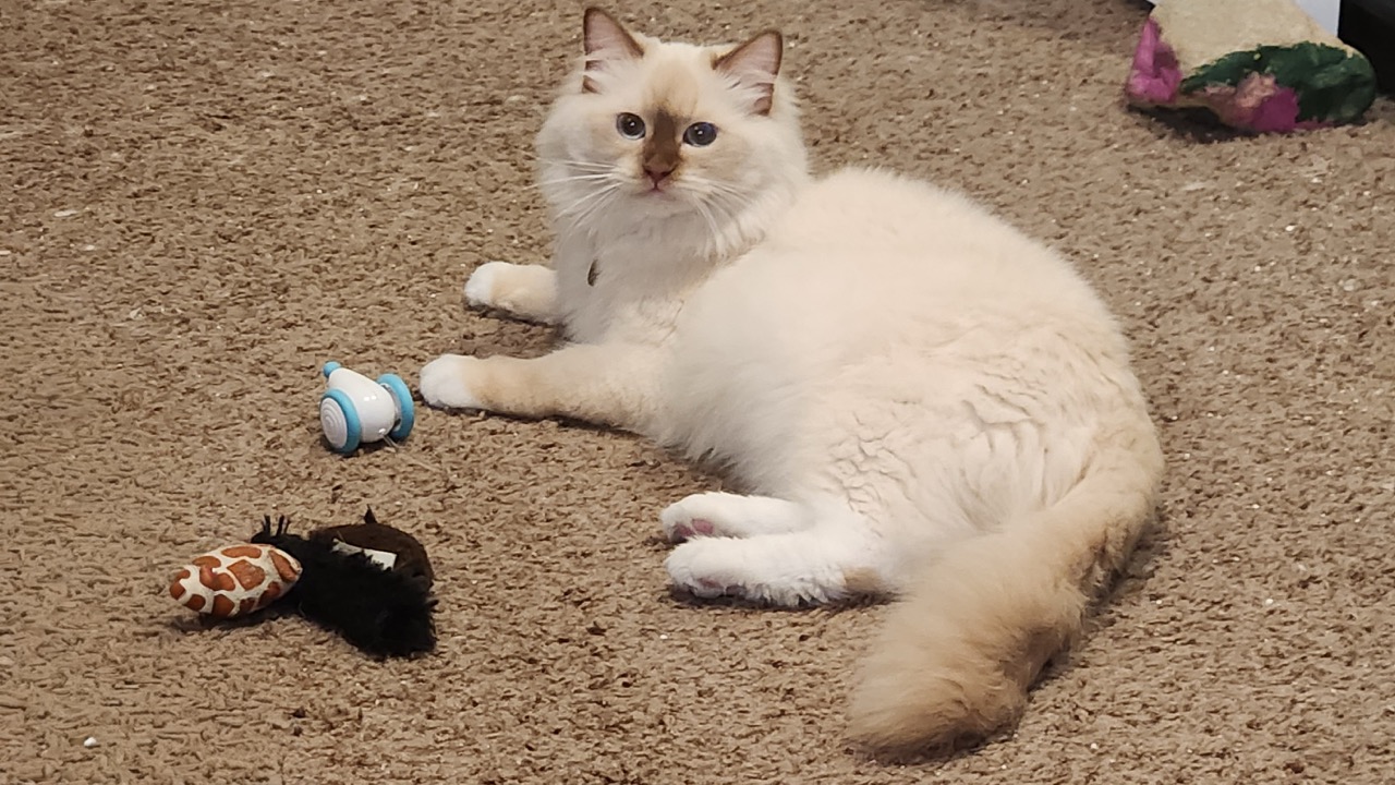 Cinnamon Ragdoll Cats: Colors, Patterns & Care Guide - Rarity Ragdolls